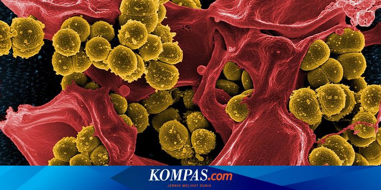 Muncul Fenomena Superbug di India yang Kebal Antibiotik, Ini Kata Dokter