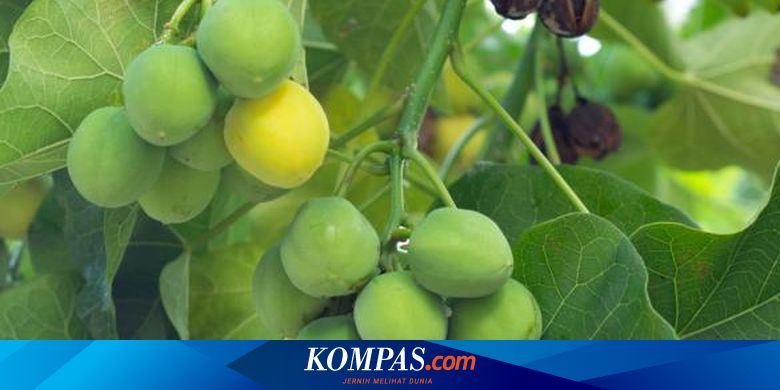 Berita Harian Buah Jarak Dapat Diolah Menjadi Terbaru Hari Ini - Kompas.com
