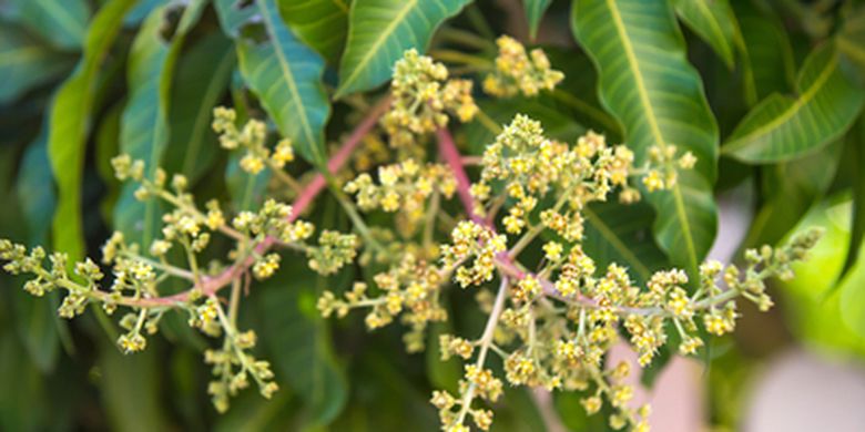 Penyebab dan Cara Mencegah Bunga Mangga Rontok