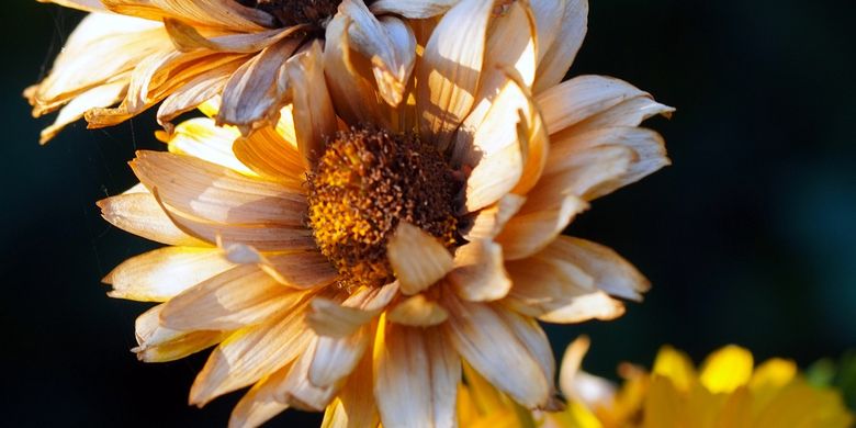 Apa yang Terjadi pada Bunga Setelah Melakukan Perkembangbiakan?