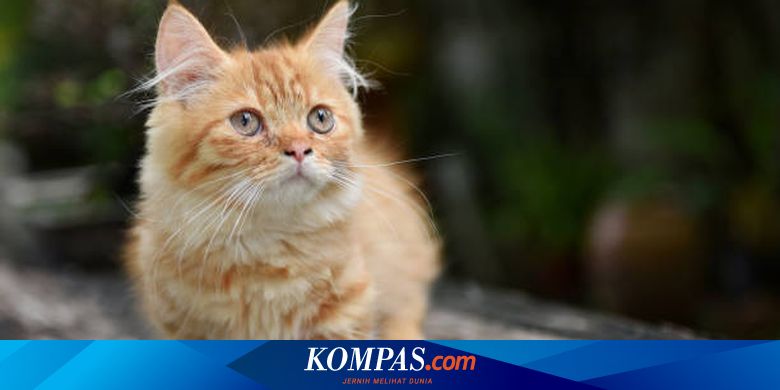 Mengenal Ras Munchkin, Kucing Lucu yang Berkaki Pendek