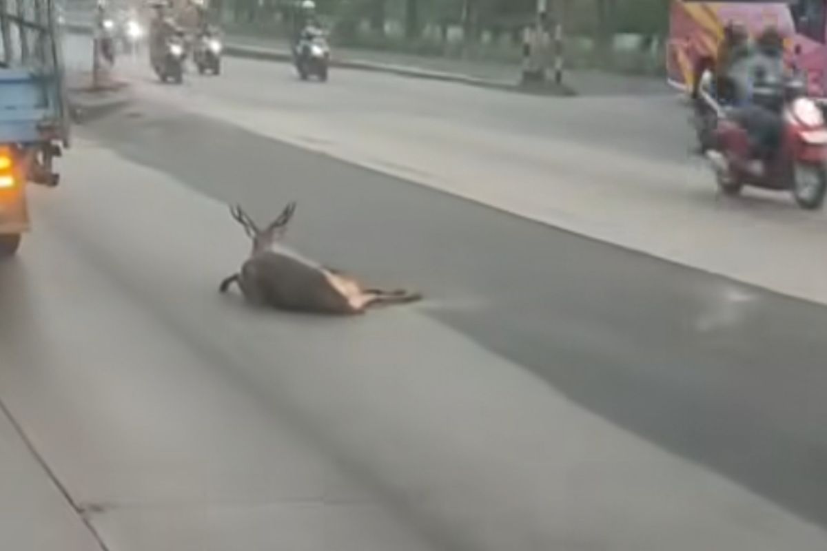 Misteri Rusa Tersesat di Jalan Pantura Semarang, Tiduran di Aspal dalam ...