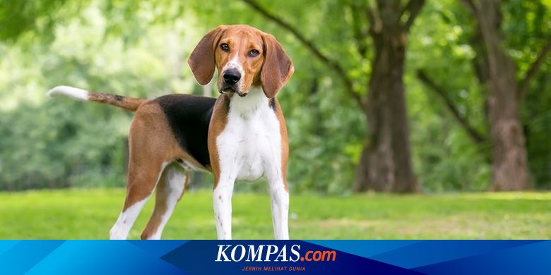 13 Fakta American Foxhound, Salah Satu Anjing Pemburu Terbaik