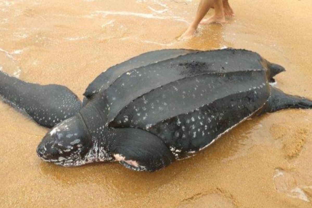 Penyu Belimbing "Raksasa" Terdampar di Tanjung Ular, 1 Tangan Buntung