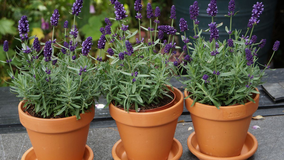 Cara Menanam Bunga Lavender di Pot, Bisa untuk Hiasan di Rumah