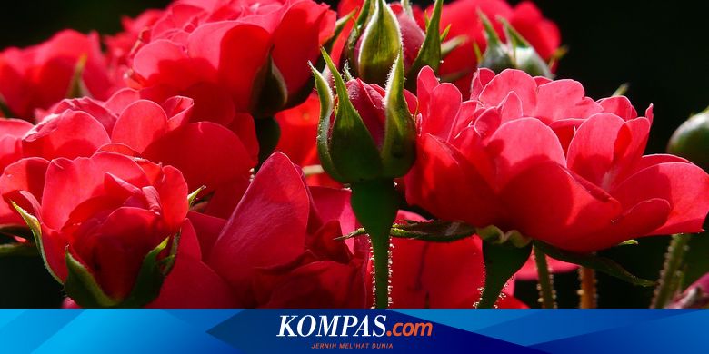 10 Bunga Simbol Duka Cita, Cocok untuk Pemakaman