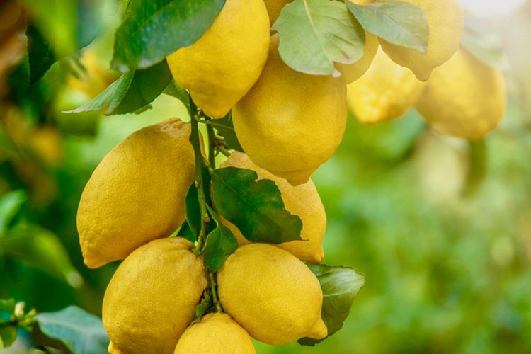 Daun Pohon Lemon Menguning? Ini Penyebab dan Cara Mengatasinya