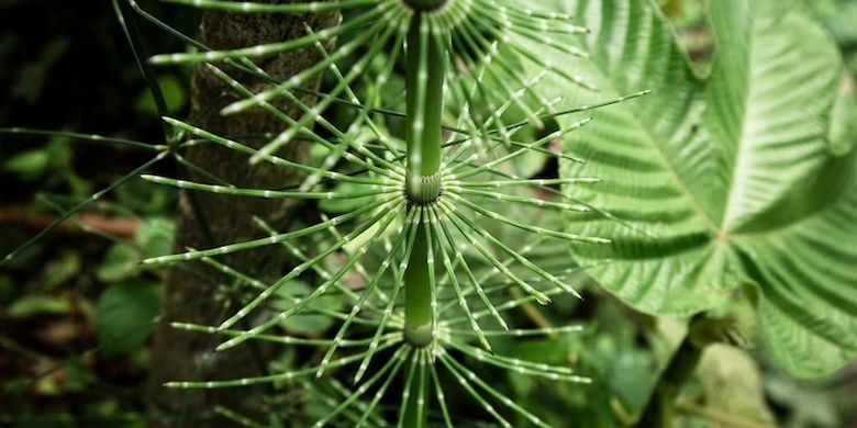Contoh Tanaman Angiospermae dan Penjelasan Lengkapnya - Kompas.com