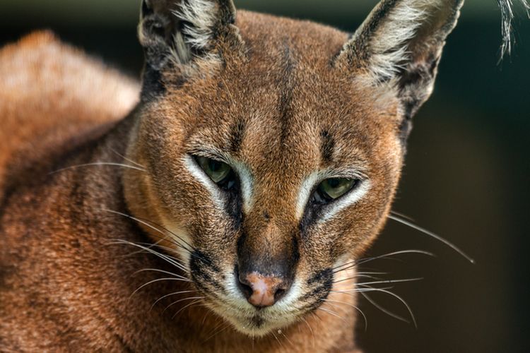 8 Fakta Menarik Kucing Caracal, Pemburu Andal dan Suka Menyendiri