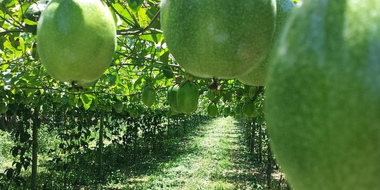 Cara Menanam Markisa yang Benar dari Persiapan Benih sampai Panen