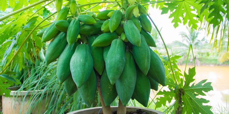 10 Cara Membuat Tanaman Buah di Pot Cepat Berbuah