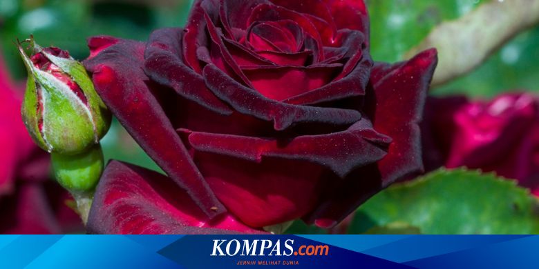 Bunga Sempurna: Pengertian dan Contohnya