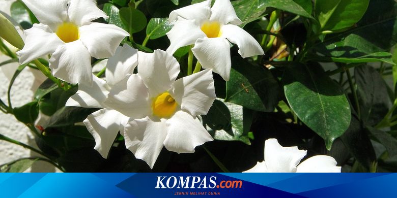 8 Tanaman Rambat yang Berbunga Cantik, Apa Saja?