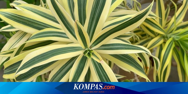 6 Tanaman Hias Berdaun Kuning yang Bisa Dikoleksi