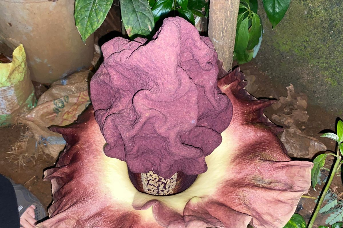 Bunga Bangkai Suweg Tumbuh di Rumahnya, Warga: Tanah di Sini dari Dulu ...