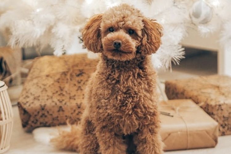 Mengenal Anjing Pudel, dari Sejarah sampai Kepribadian