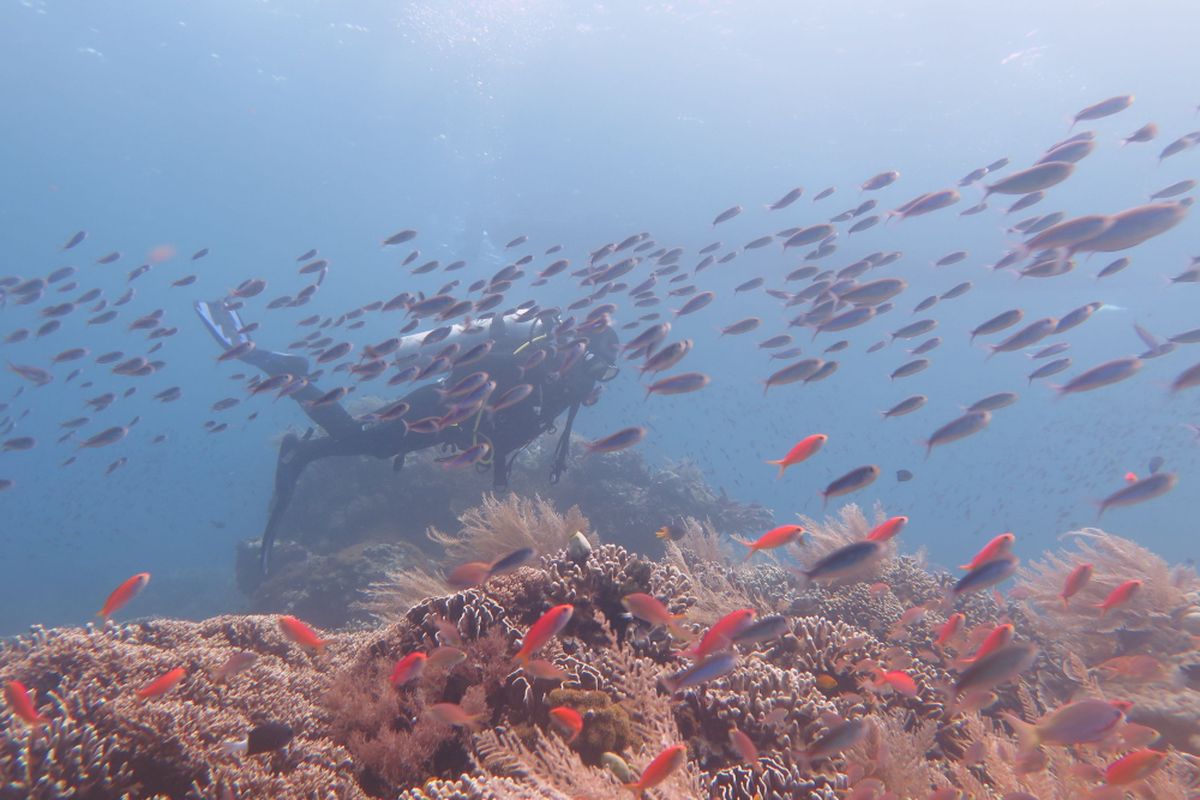 Menyelami Keindahan Bawah Laut Tanjung Waka, Maluku Utara