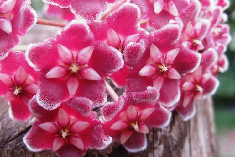 Tips Merawat Bunga Hoya agar Tumbuh Subur dan Cepat Berbunga