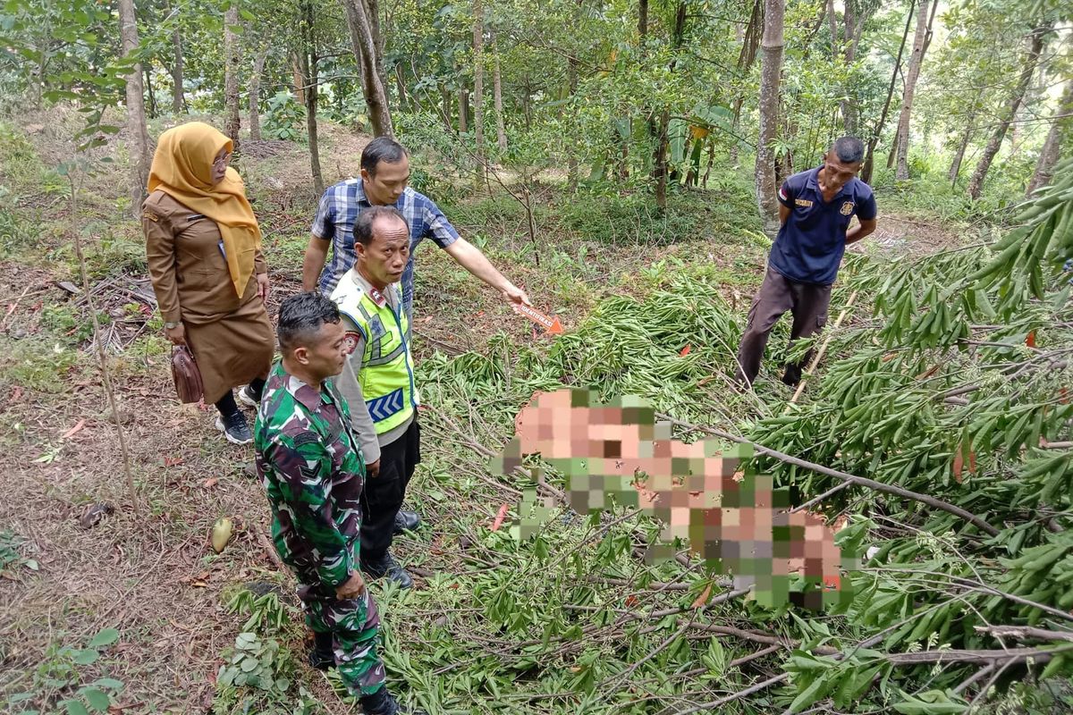 1 Petani Tewas dan 1 Luka Berat, Tertimpa Pohon Jenitri saat Panen di ...