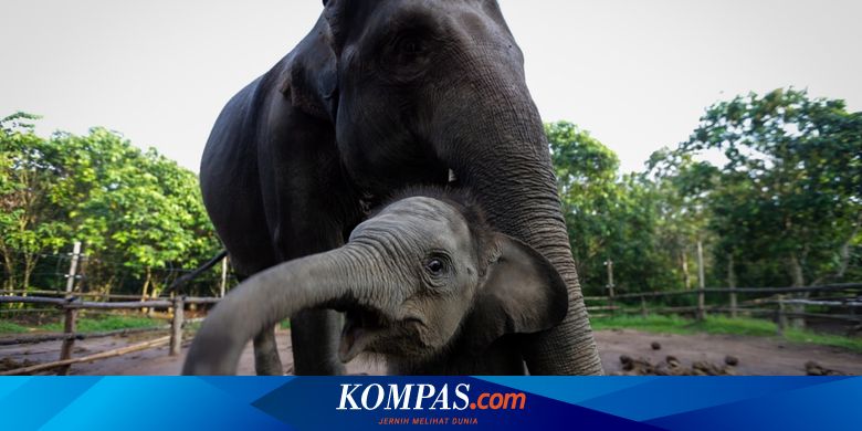 Taman Nasional Way Kambas Buka Lagi 20 Desember, Bisa Mandikan Gajah