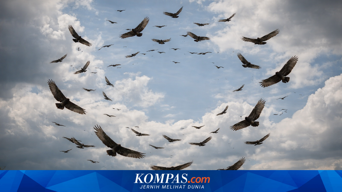 Hewan Memutari Objek atau Bangkai Bukan Pertanda Mistis, Ini Penjelasannya