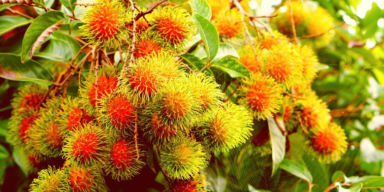 Begini Cara Menanam Rambutan yang Benar agar Berbuah Banyak