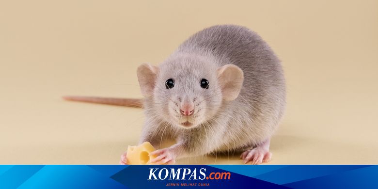 Apakah Tikus Memang Benar-benar Suka Keju?