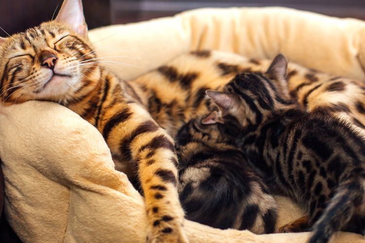 Berapa Lama Induk Kucing Menyusui Anaknya? Ini Penjelasannya