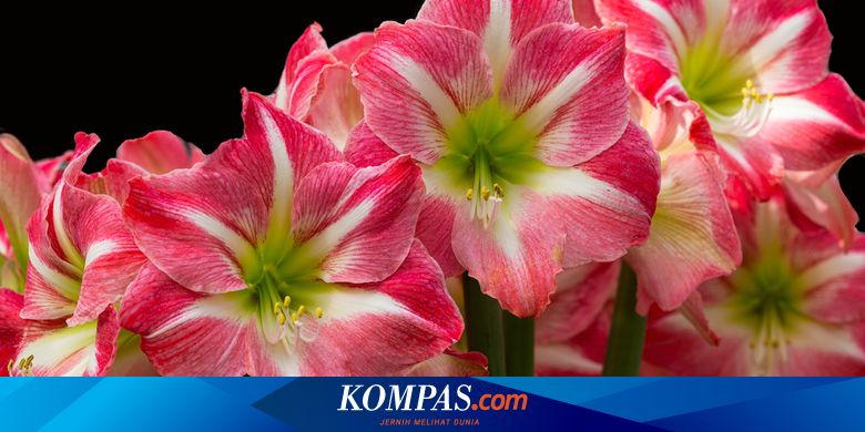 Makna Bunga Amarilis Berdasarkan Warna: Simbol Spiritualitas