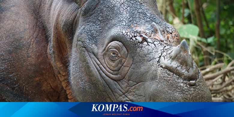 Badak Sumatera dan Badak Jawa, 2 Jenis Badak Indonesia yang Terancam Punah