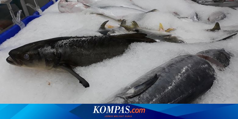 Apa Itu King Cobia, Ikan yang Belum Pernah Dimasak Peserta MasterChef?