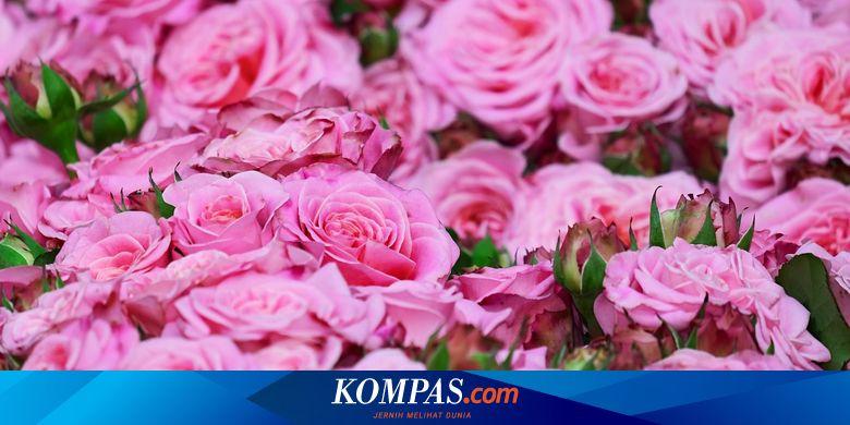 Simbol dan Arti Bunga Mawar Pink, Keanggunan hingga Cinta Pertama