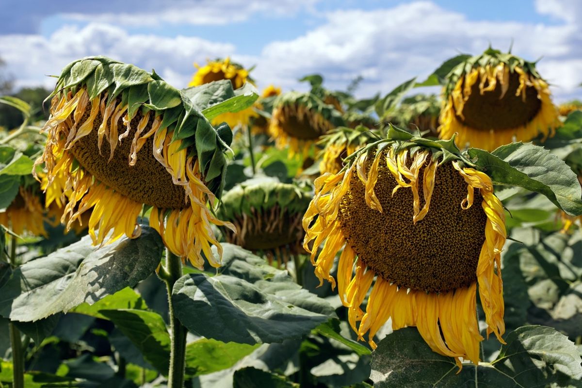Kenapa Bunga Matahari Layu? Ini Penyebab dan Cara Mencegahnya