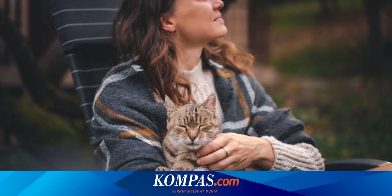 Lowongan "Kitten Cuddler" di Kanada, Peluk Kucing 4 Jam Digaji Rp 162 Juta