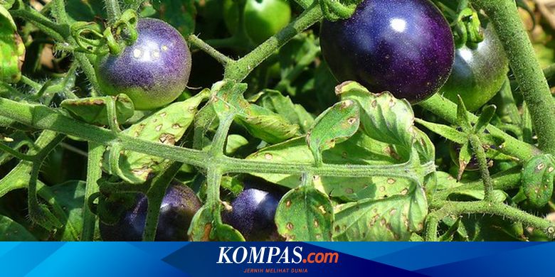 Mengenal Tomat Ungu, Salah Satu Sumber Antioksidan Terbaik
