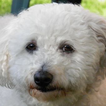 Kenali, Ini 5 Ras Anjing Asal Italia yang Dapat Dipelihara