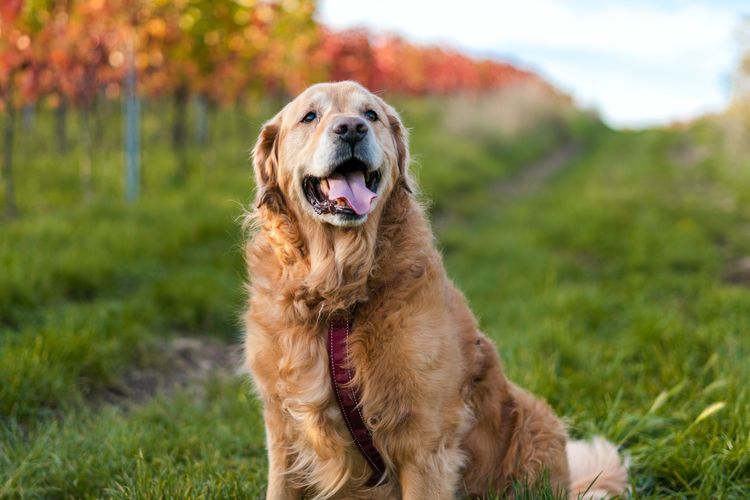 6 Jenis Anjing Retriever, Tidak Hanya Golden Retriever
