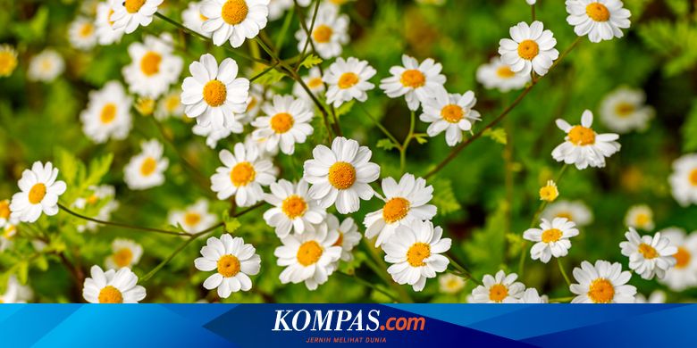 4 Arti Bunga Daisy yang Begitu Mendalam, Kemurnian Cinta dan Kelahiran