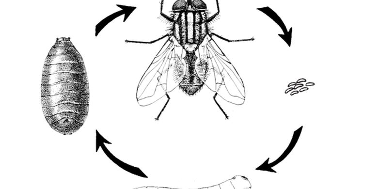 Daur Hidup Lalat, Mulai dari Telur hingga Imago (Dewasa)