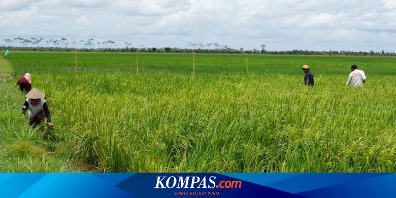 TKD Jadi Andalan Program Ketahanan Pangan 2026, Dana Desa Tetap Jadi ...