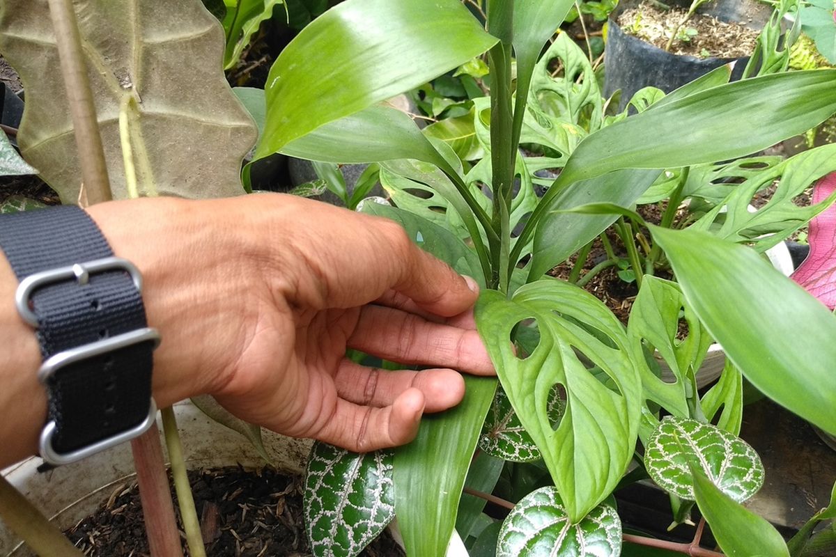 Pentingkah Memangkas Tanaman? Ini Penjelasannya