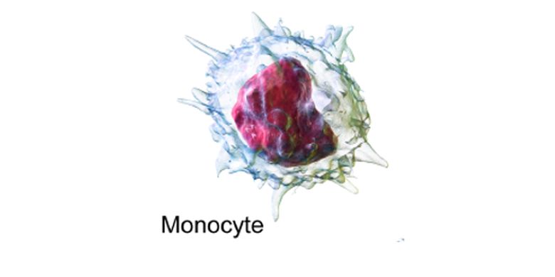 Monosit: Pengertian dan Fungsinya