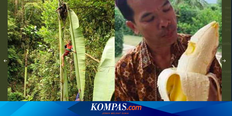 Foto Viral Pohon dan Pisang Raksasa Asal Papua, Ini Penjelasan LIPI