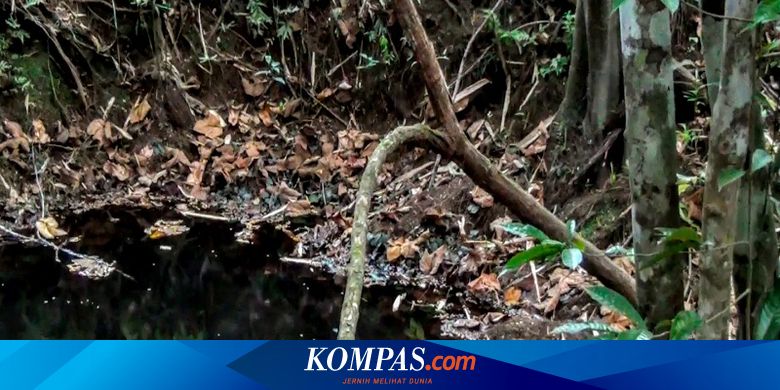 Mengungkap Khasiat Ciu dan Kayu Bajakah Jadi Bahan Hand Sanitizer Cegah ...