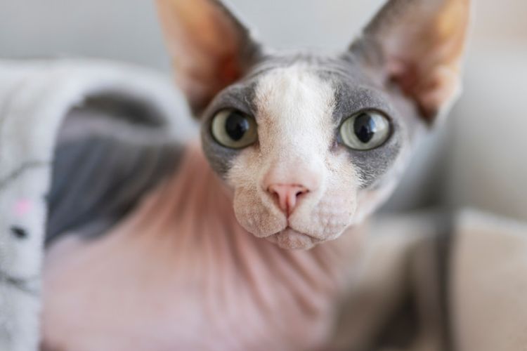 4 Jenis Bau yang Dialami Kucing dan Penyebabnya