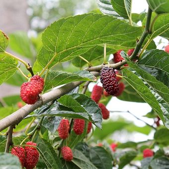 5 Kelompok Orang yang Perlu Menghindari Konsumsi Daun Murbei