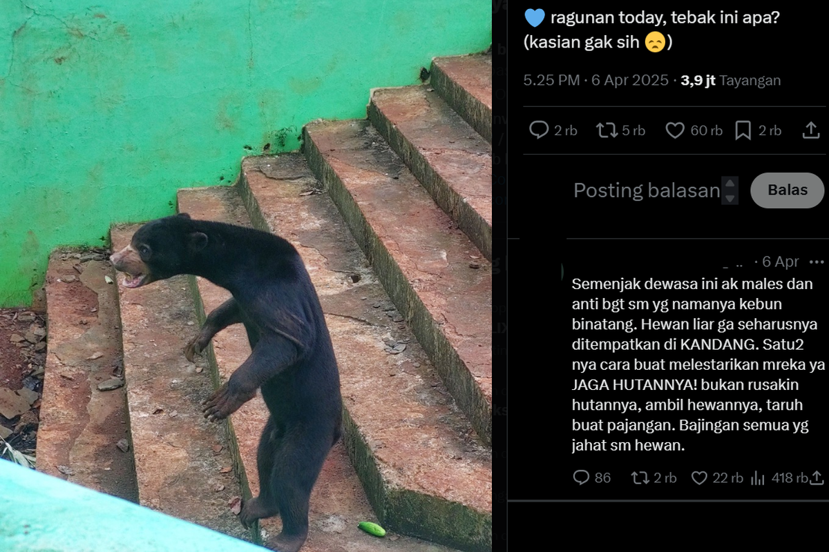 Ramai soal Beruang Madu Ragunan yang Tampak Kurus, Ini Kata Pengelola ...