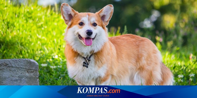 8 Ras Anjing Berkaki Pendek yang Lucu dan Aktif