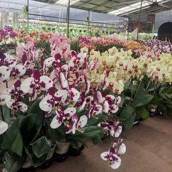 Taman Anggrek Ragunan, Sentra Pencinta Anggrek dengan Harga Terjangkau