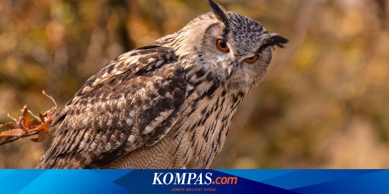 7 Fakta Menarik Burung Hantu, Dapat Menelan Mangsa Secara Utuh